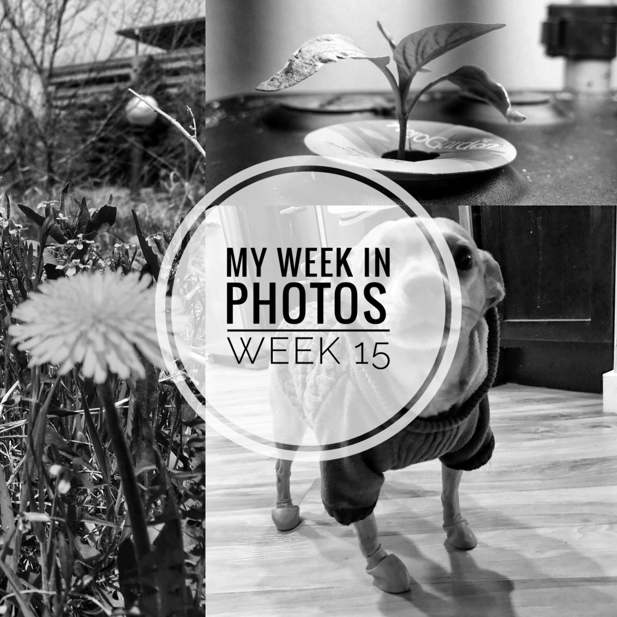 my week in photos – Smith Happens
