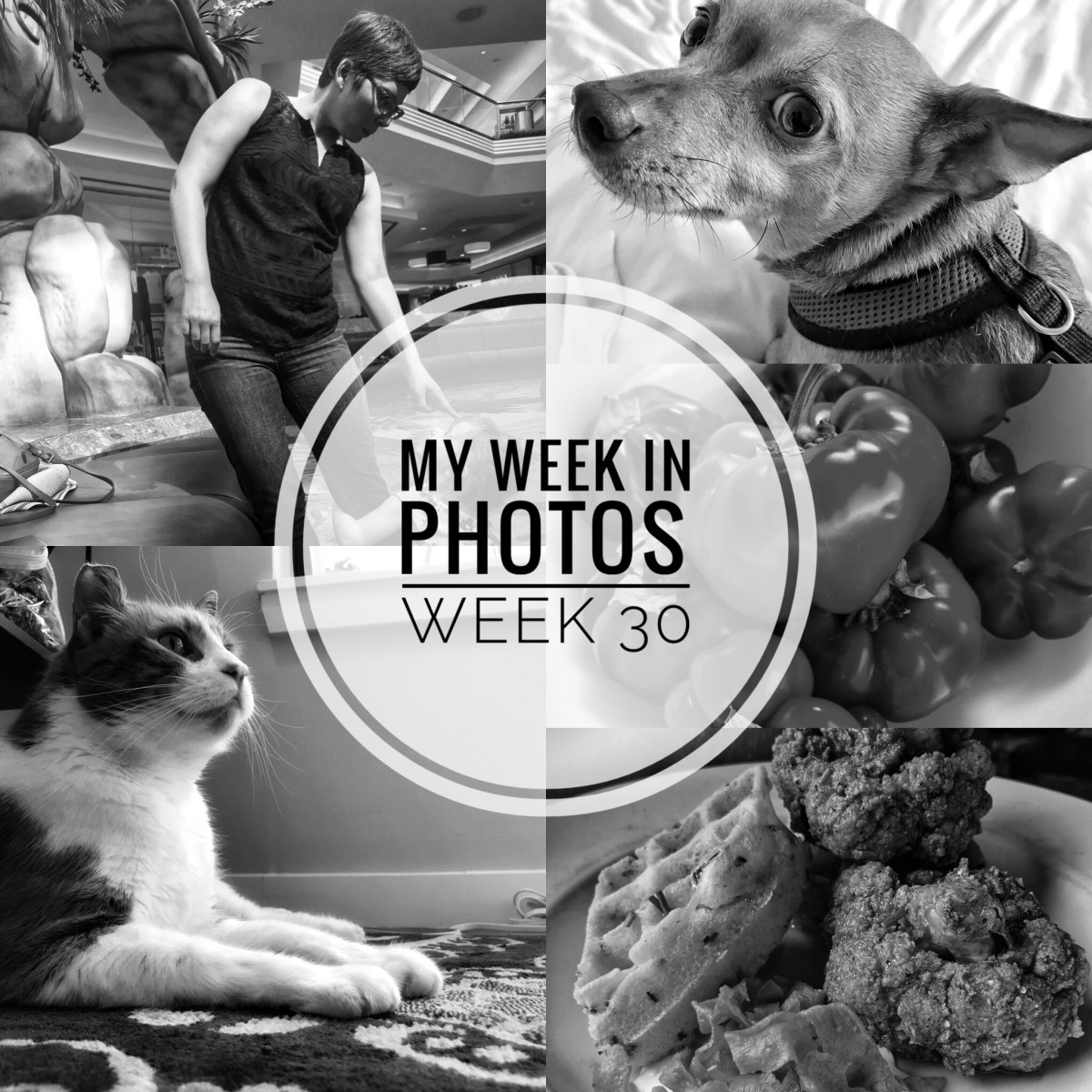 my week in photos — week 30 – Smith Happens